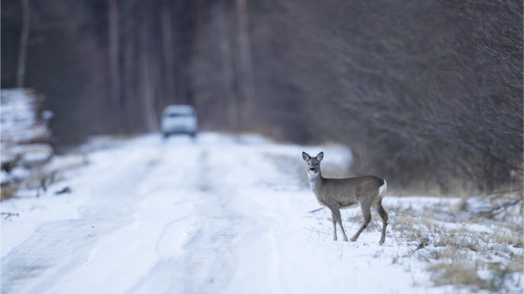 Was bei einem Wildunfall zu tun ist